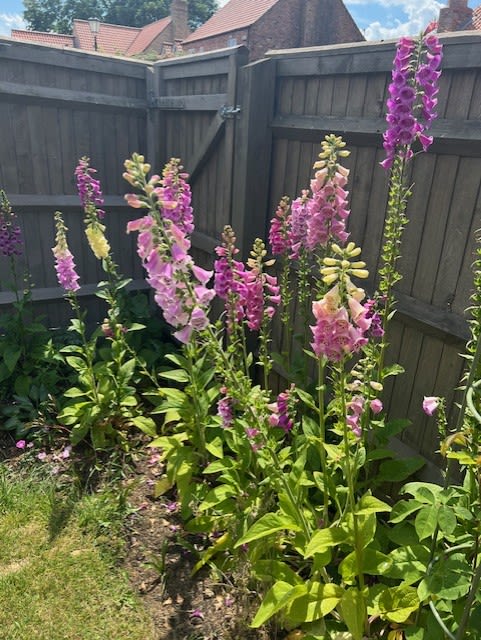 40 Spring Flowers to Beautify Your Backyard (With Images) - Parade Home ...