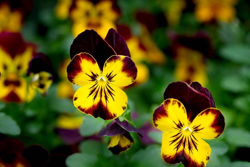40 Spring Flowers to Beautify Your Backyard (With Images) - Parade Home ...