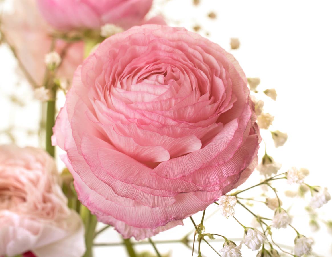 40 Spring Flowers to Beautify Your Backyard (With Images) - Parade Home ...