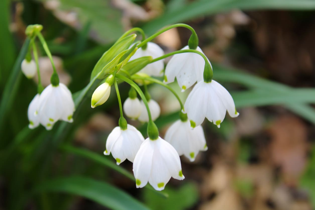40 Spring Flowers to Beautify Your Backyard (With Images) - Parade Home ...