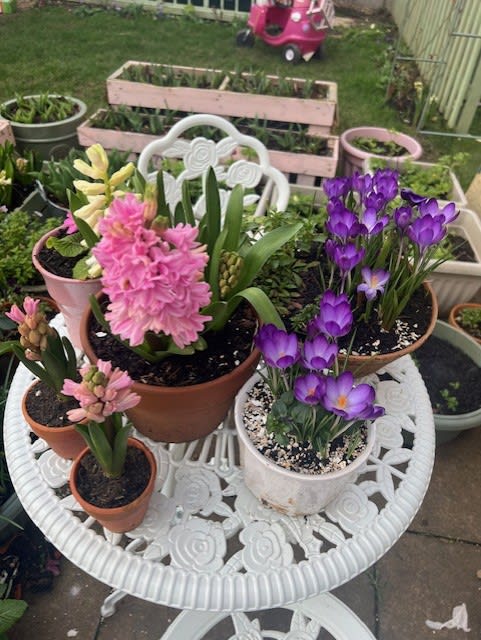 40 Spring Flowers to Beautify Your Backyard (With Images) - Parade Home ...