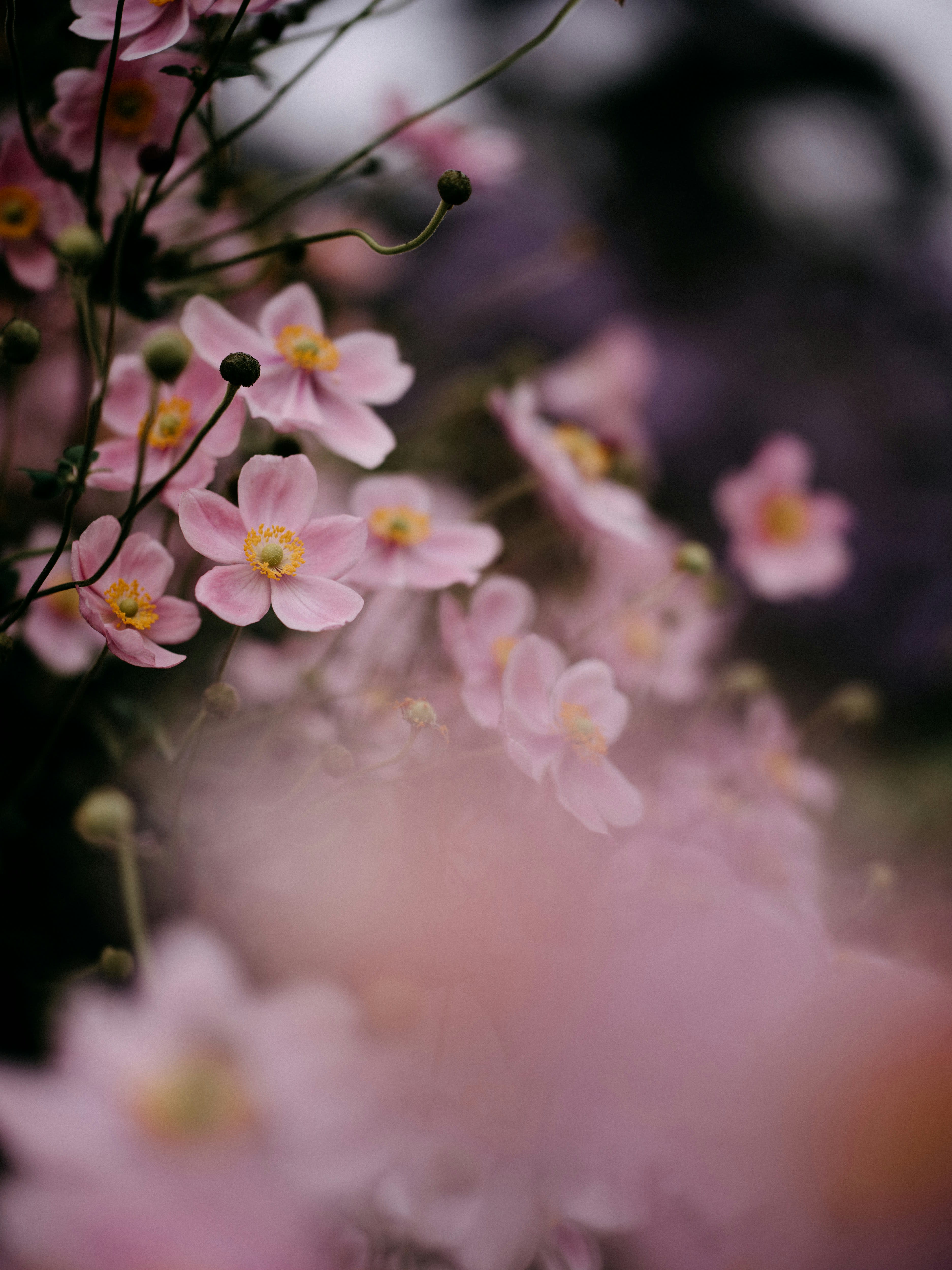 25 Types of Pink Flowers (With Photos, Growing Tips) - Parade Home & Garden