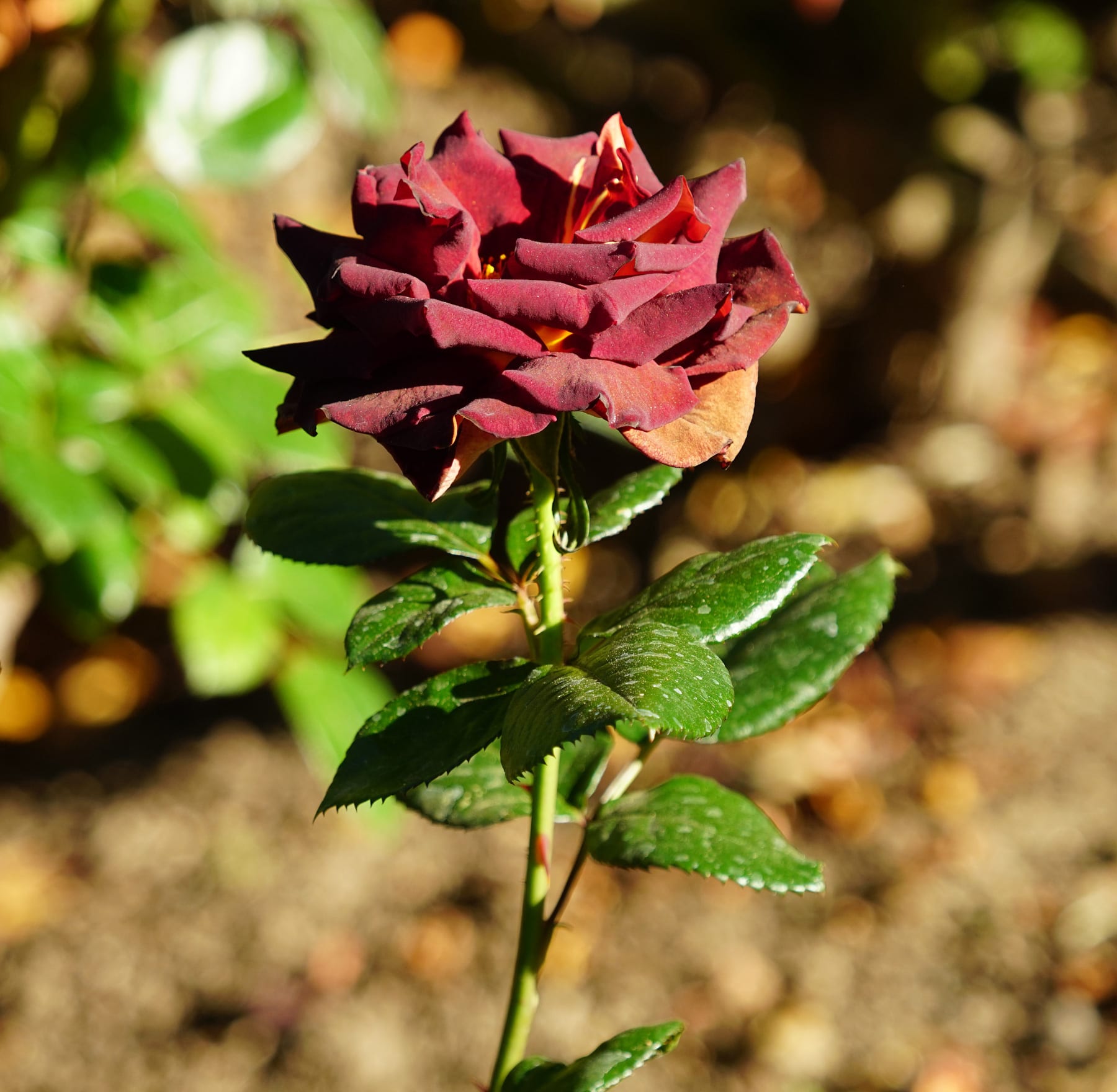 18 Rose Colors and Their Meanings - Parade Home & Garden