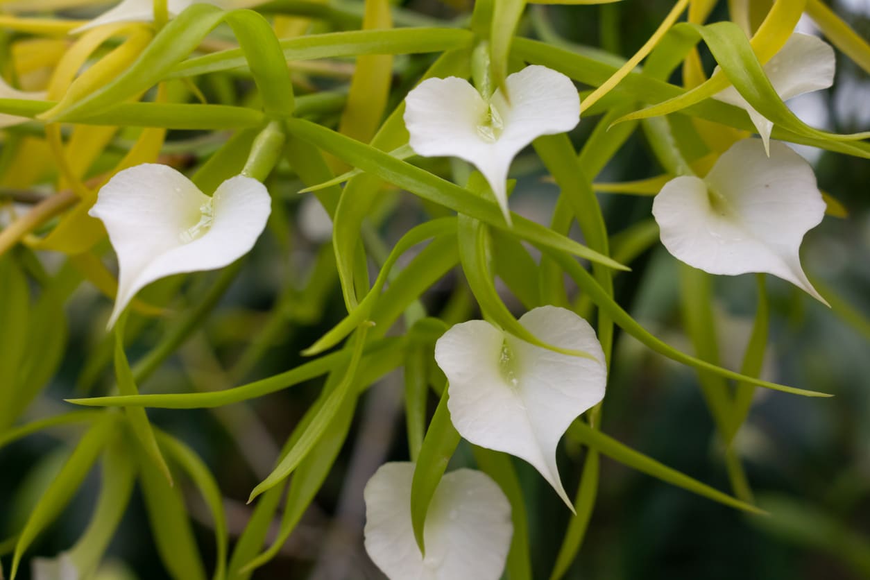 28 Types of Orchids (With Photos and Care Tips) - Parade Home & Garden