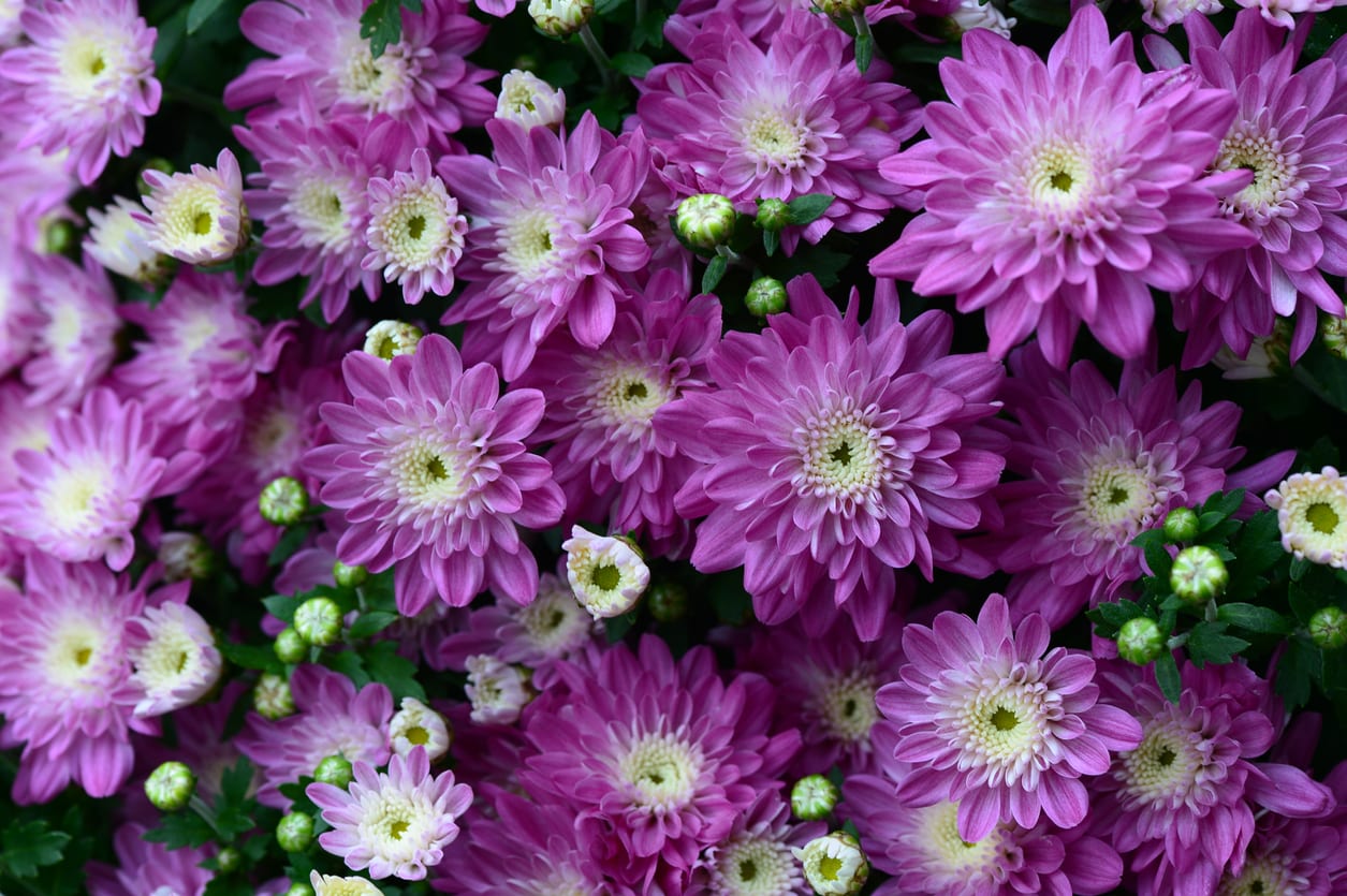 The Essential Guide to Flower Meanings and Symbolism - Parade Home & Garden