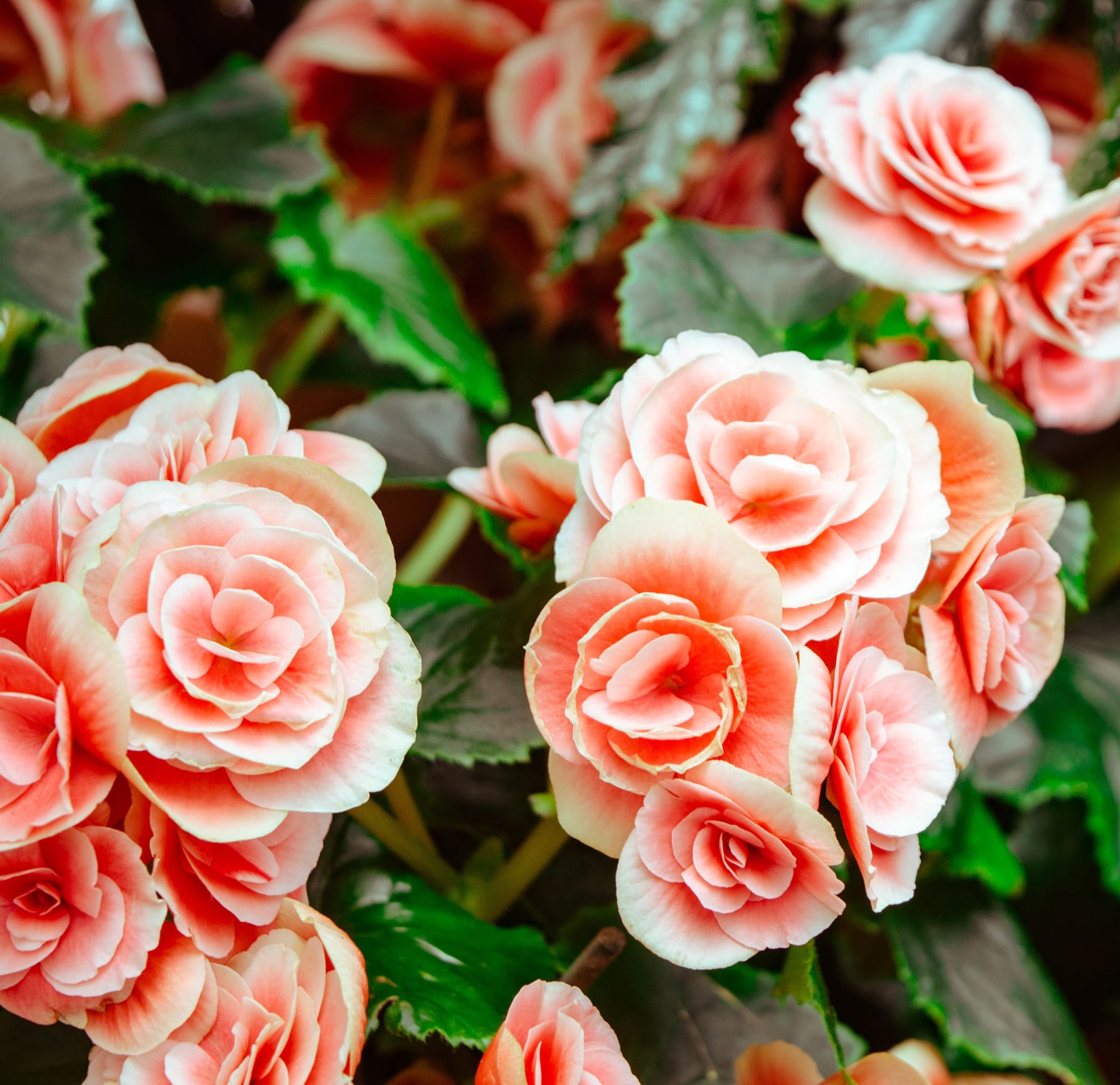 18 Rose Colors and Their Meanings - Parade Home & Garden