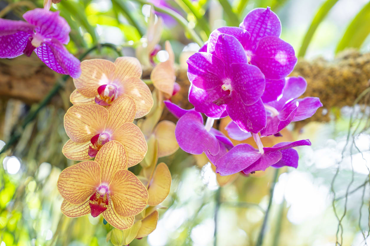 28 Types of Orchids (With Photos and Care Tips) - Parade Home & Garden