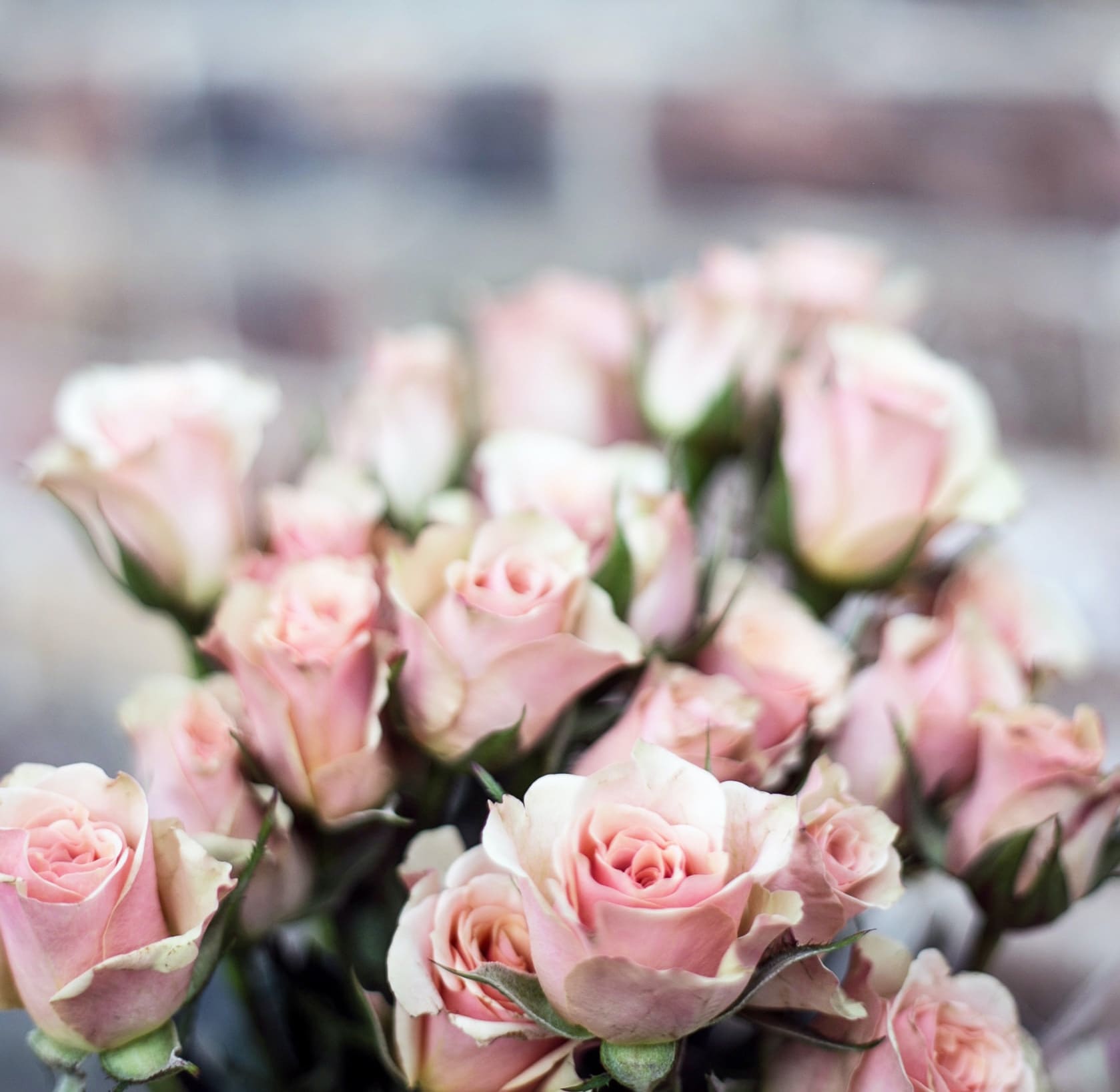 18 Rose Colors and Their Meanings - Parade Home & Garden