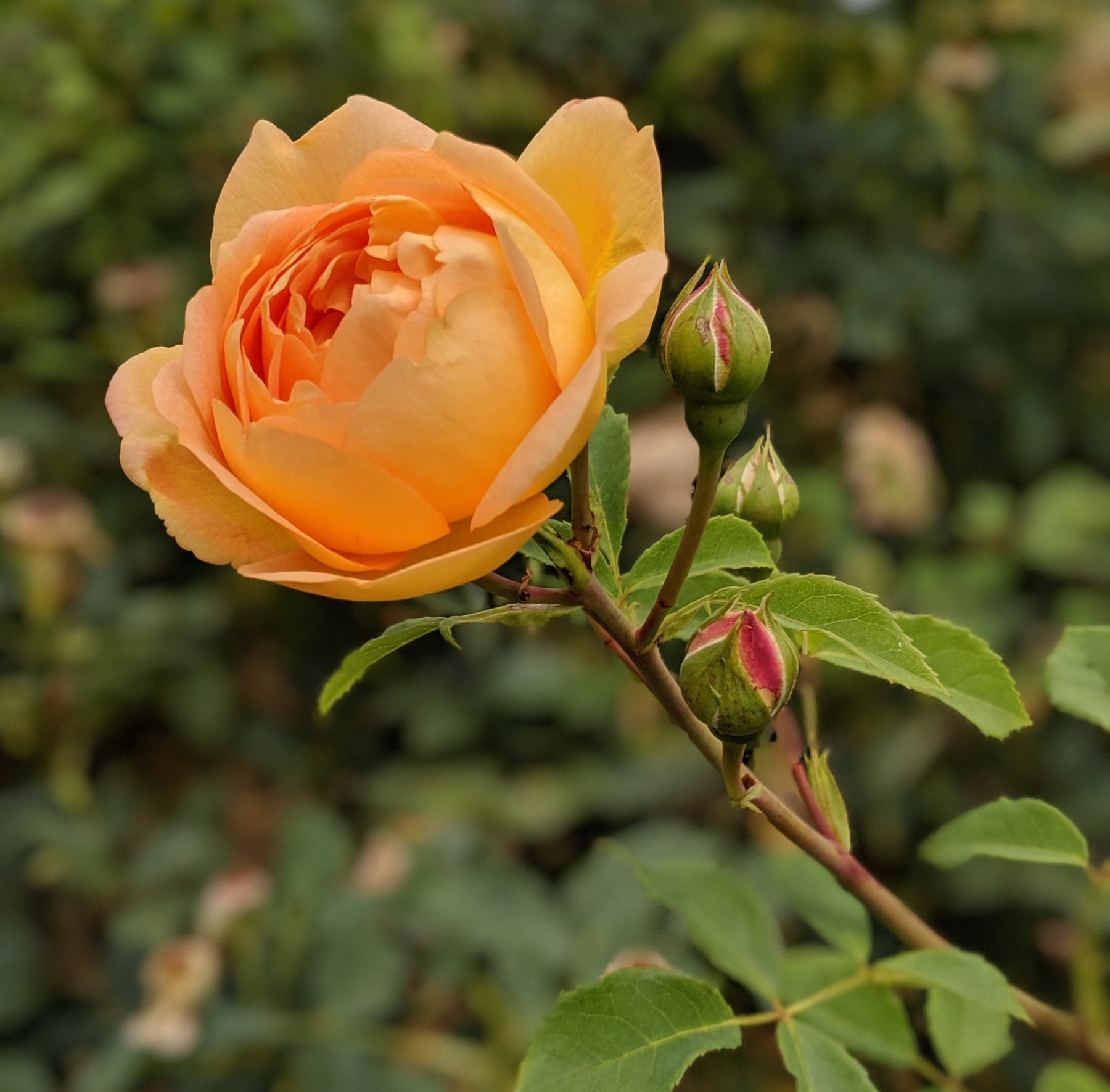 18 Rose Colors and Their Meanings - Parade Home & Garden