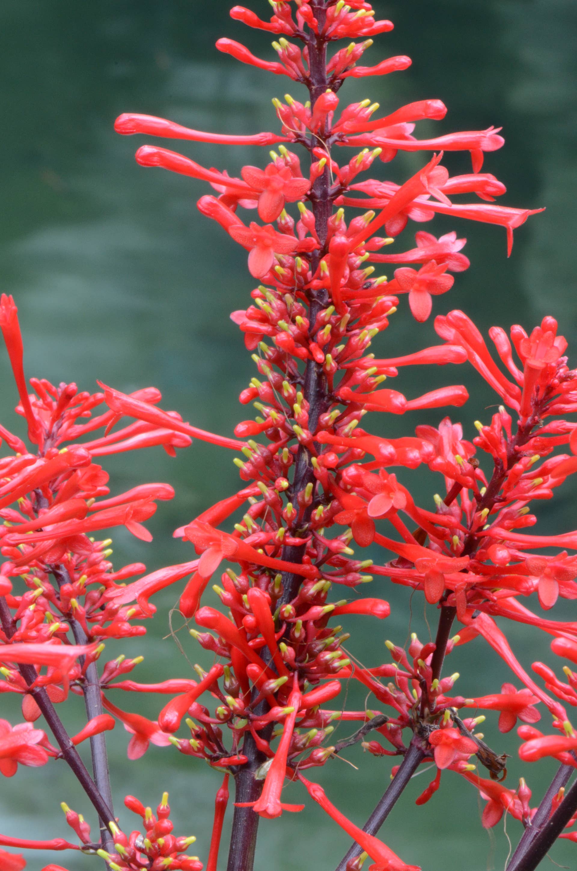 25 Flowers That Attract Hummingbirds - Parade Home & Garden