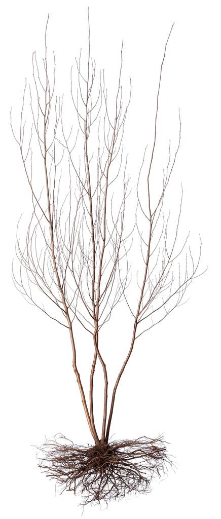 Time to Plant Bare Root Trees - Parade Home & Garden