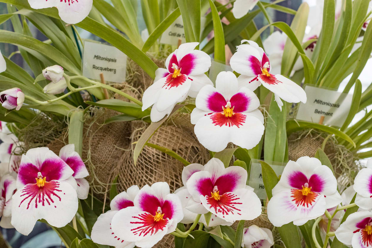 28 Types of Orchids (With Photos and Care Tips) - Parade Home & Garden
