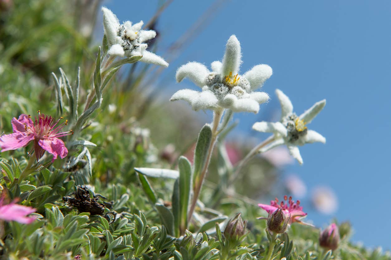 The Essential Guide to Flower Meanings and Symbolism - Parade Home & Garden