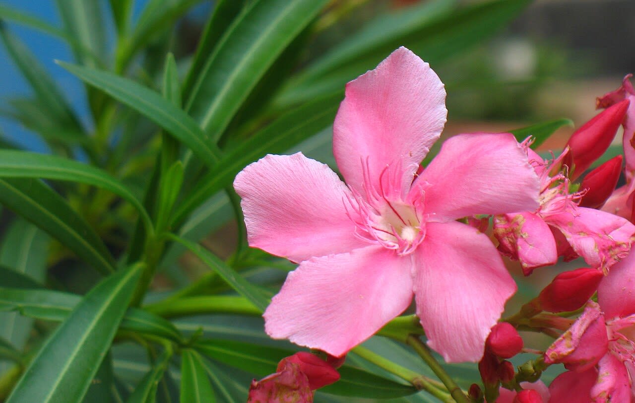 The Essential Guide to Flower Meanings and Symbolism - Parade Home & Garden