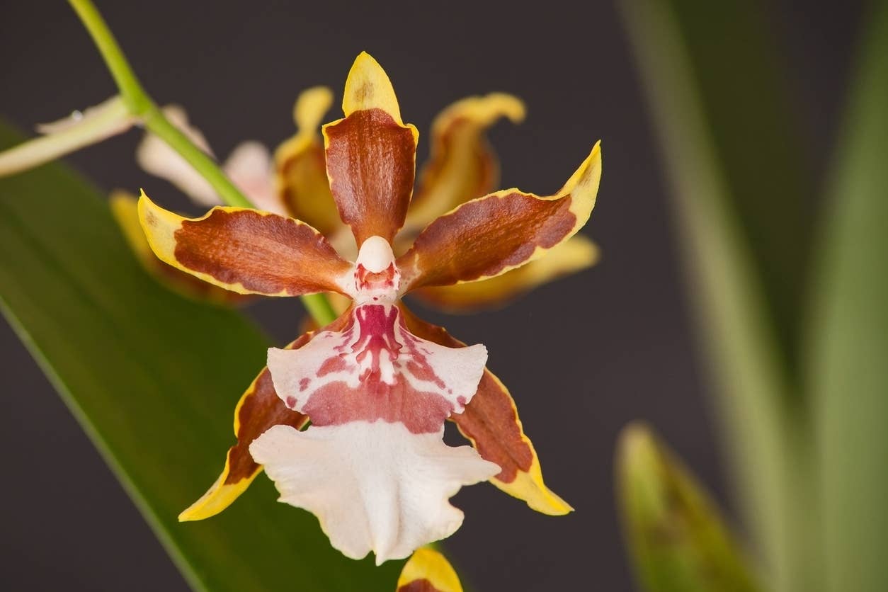 28 Types of Orchids (With Photos and Care Tips) - Parade Home & Garden