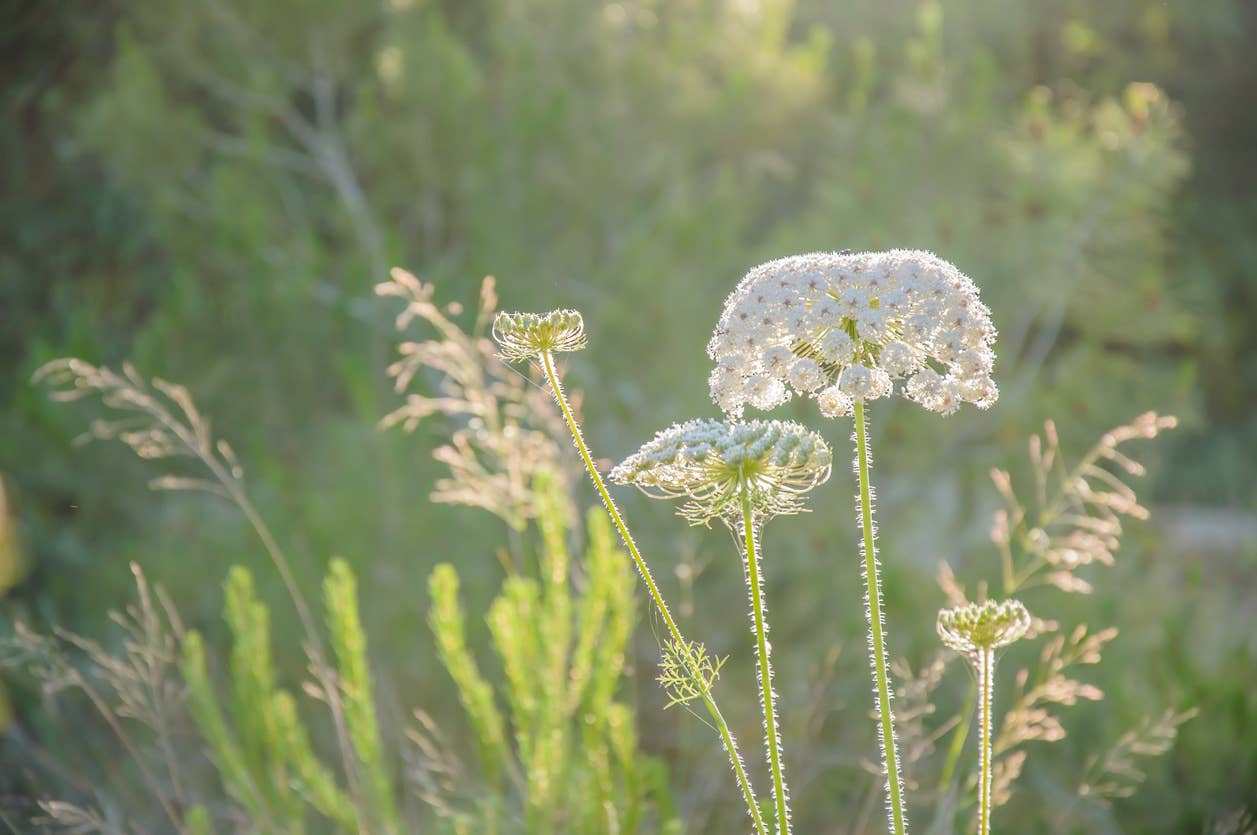 The Essential Guide to Flower Meanings and Symbolism - Parade Home & Garden
