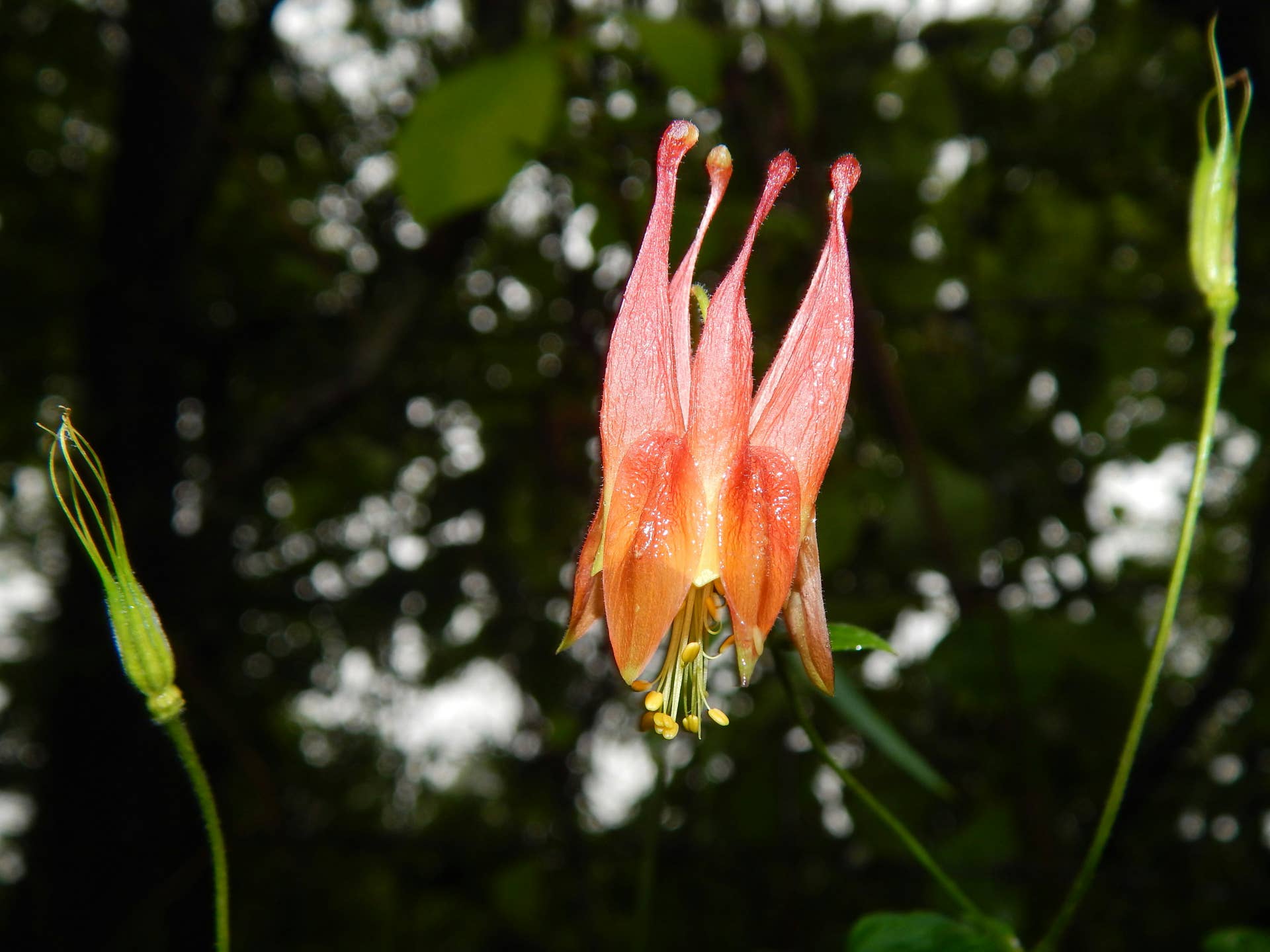 25 Flowers That Attract Hummingbirds - Parade Home & Garden