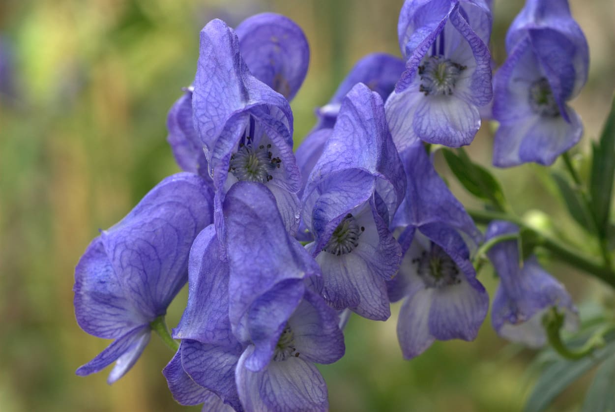 The Essential Guide to Flower Meanings and Symbolism - Parade Home & Garden