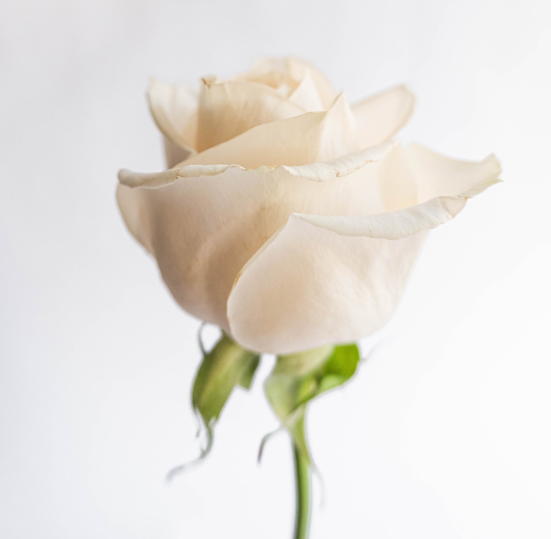 18 Rose Colors and Their Meanings - Parade Home & Garden