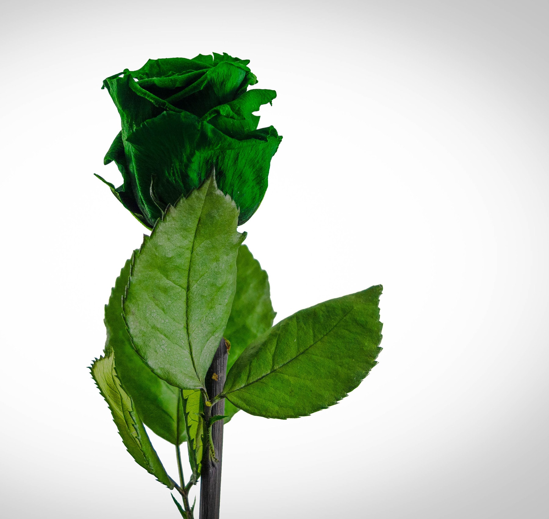 18 Rose Colors and Their Meanings - Parade Home & Garden