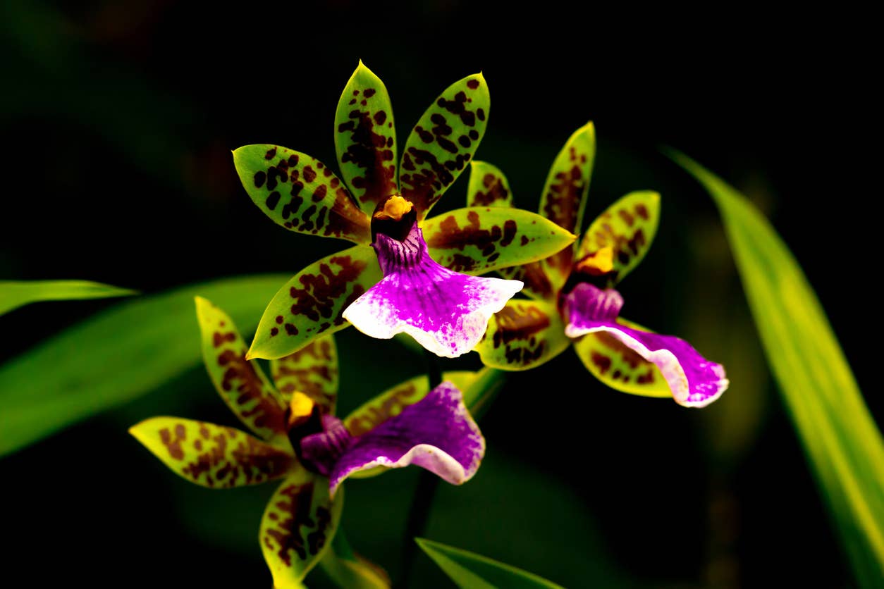 28 Types of Orchids (With Photos and Care Tips) - Parade Home & Garden