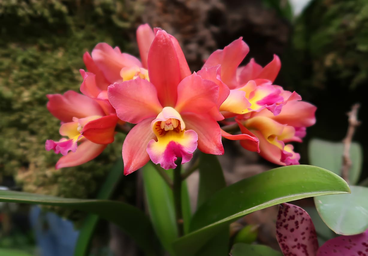 28 Types of Orchids (With Photos and Care Tips) - Parade Home & Garden