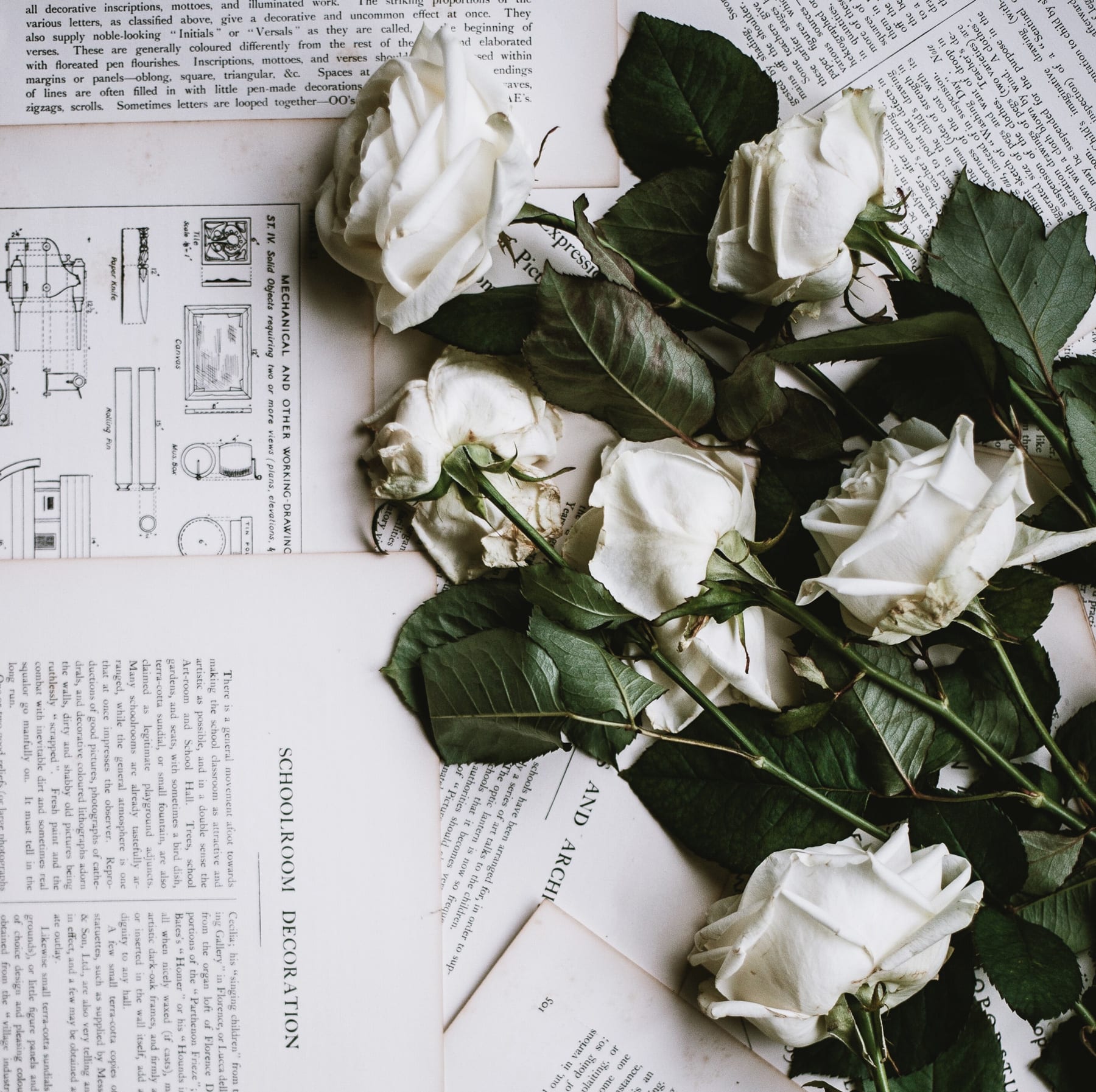 18 Rose Colors and Their Meanings - Parade Home & Garden