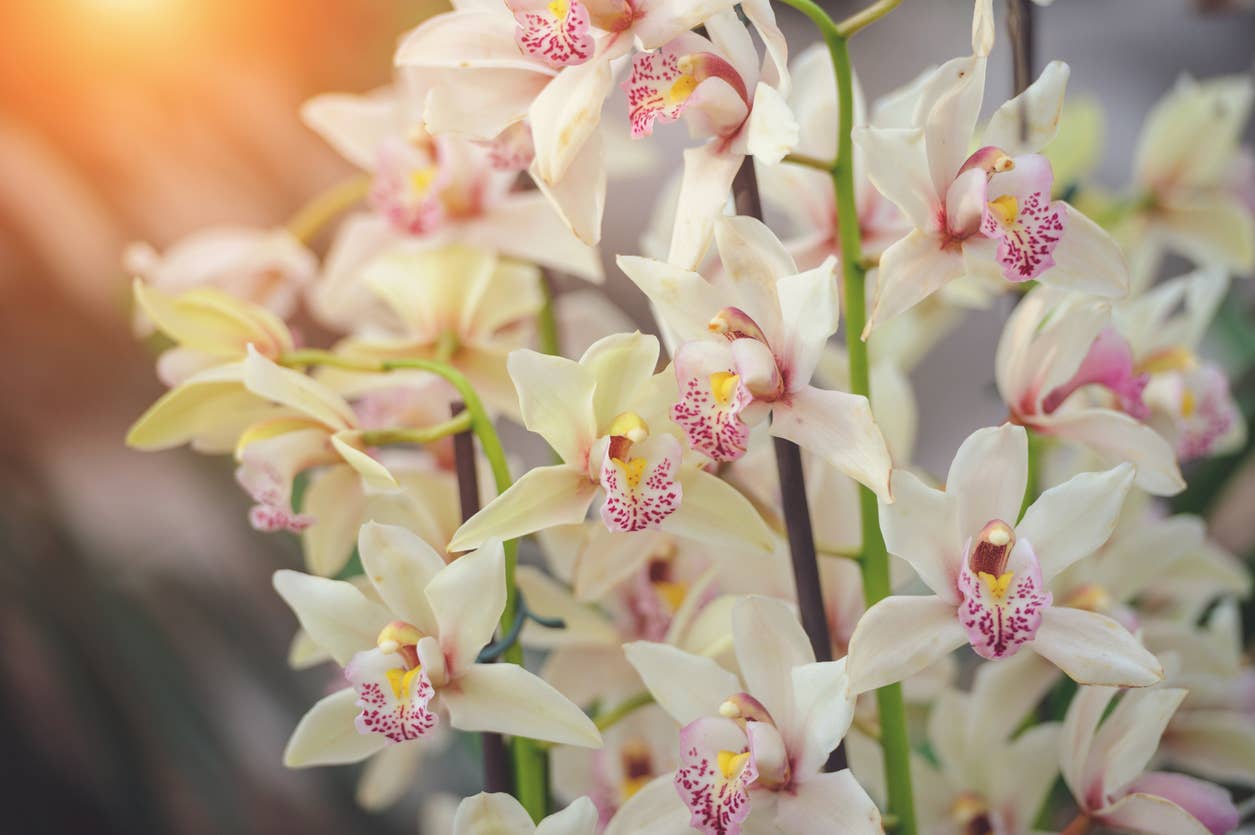 28 Types of Orchids (With Photos and Care Tips) - Parade Home & Garden