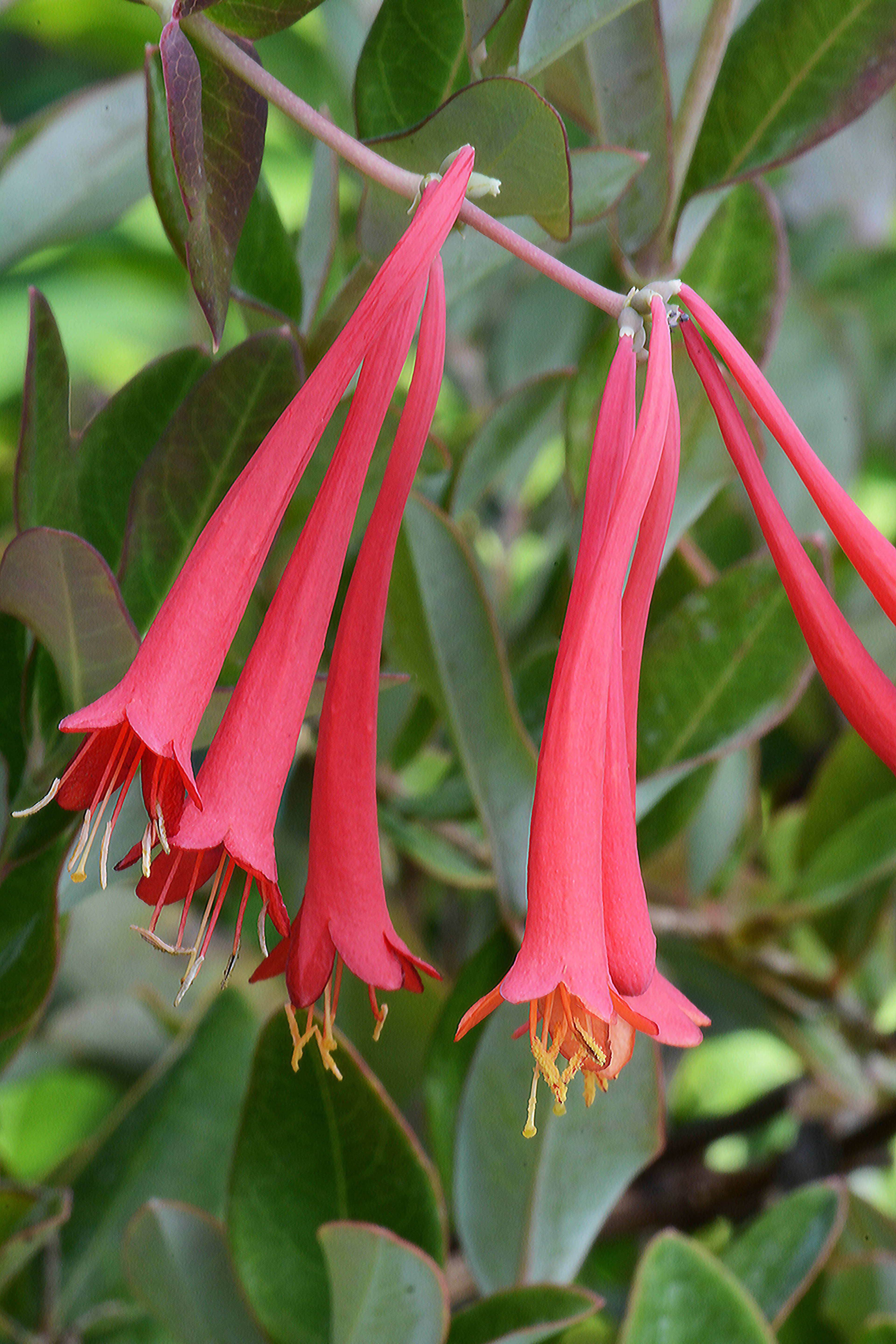 25 Flowers That Attract Hummingbirds - Parade Home & Garden