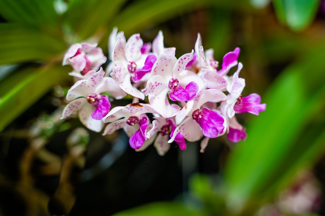 28 Types of Orchids (With Photos and Care Tips) - Parade Home & Garden