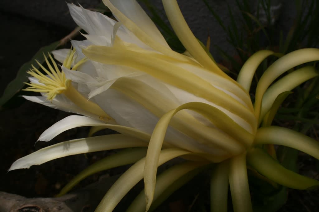 Grow Epiphyllum in your Spring Garden - Parade Home & Garden
