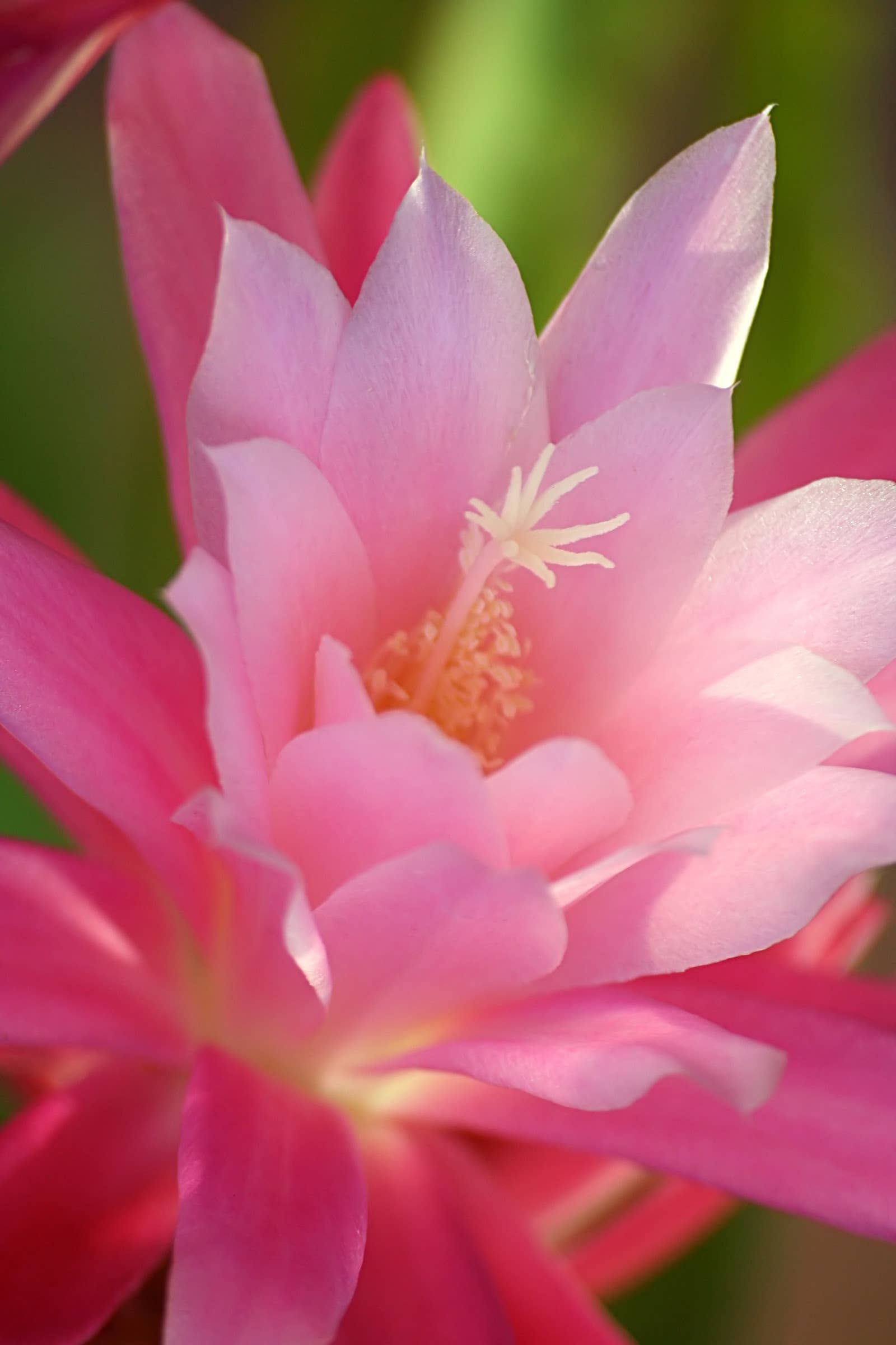 Grow Epiphyllum in your Spring Garden - Parade Home & Garden