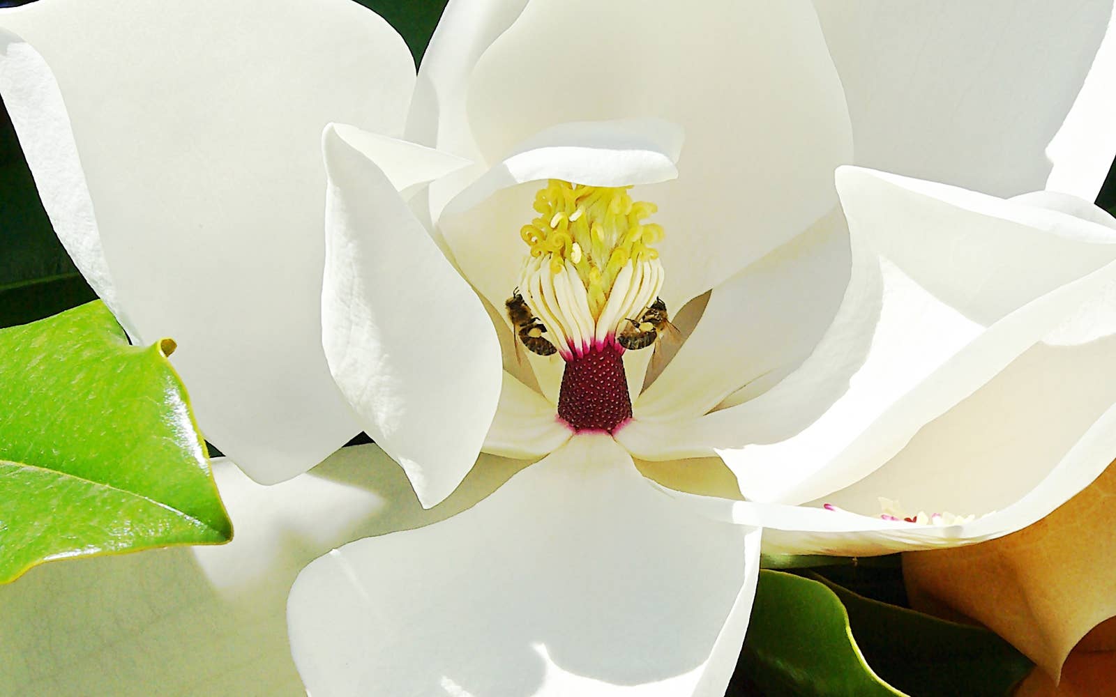 Spring Has Sprung! See All 50 State Flowers in Bloom - Parade Home & Garden