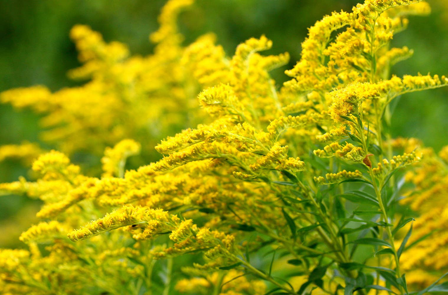 Spring Has Sprung! See All 50 State Flowers in Bloom - Parade Home & Garden