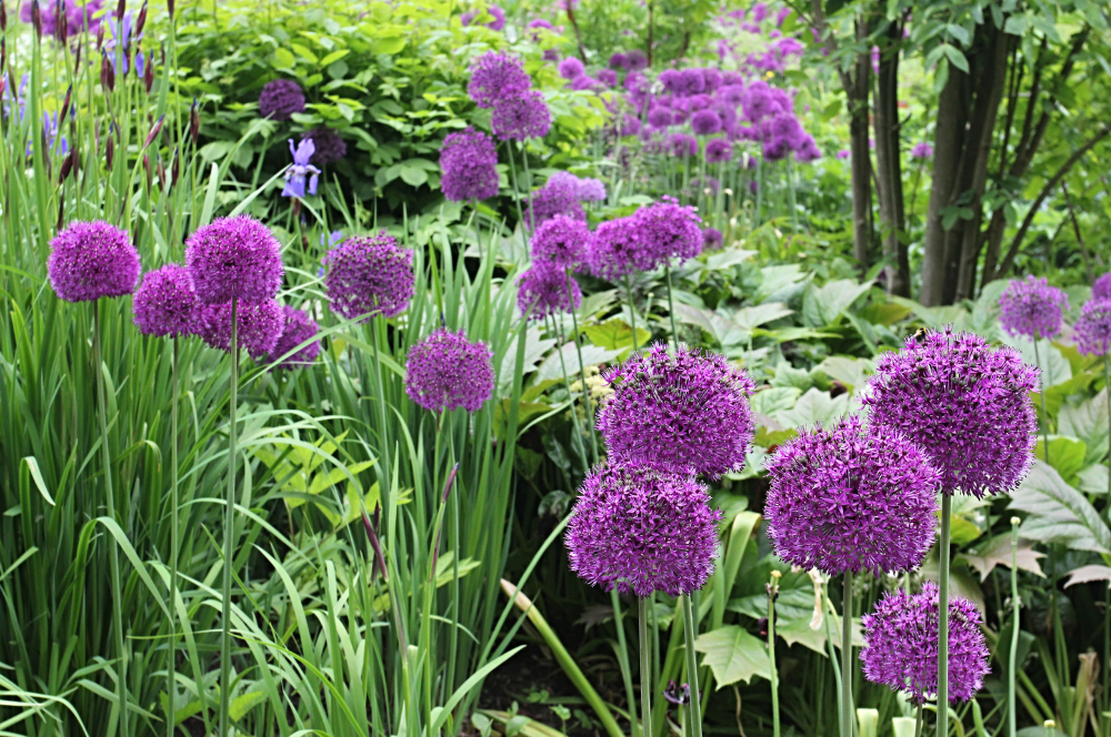 29 Deer-Resistant Flowers and Plants for Your Outdoor Space - Parade ...