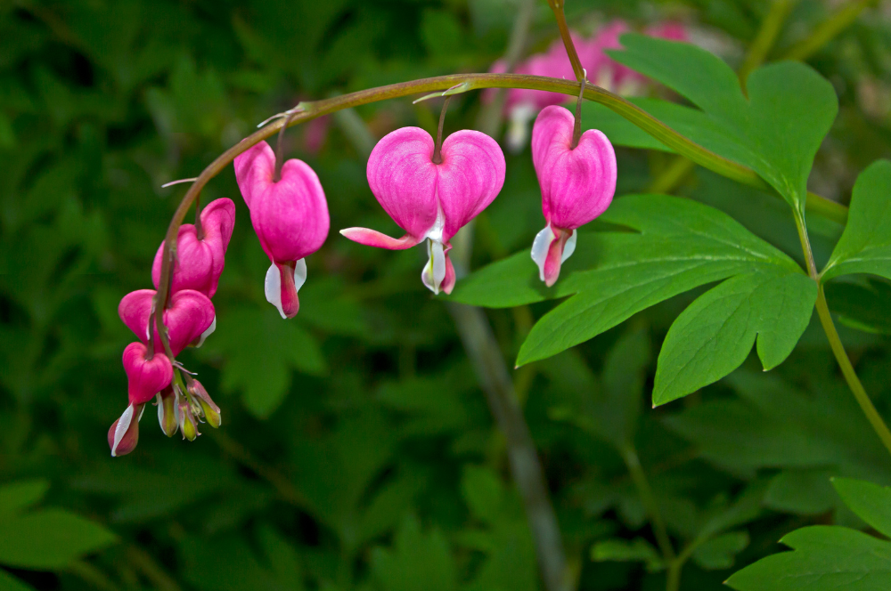 29 Deer-Resistant Flowers and Plants for Your Outdoor Space
