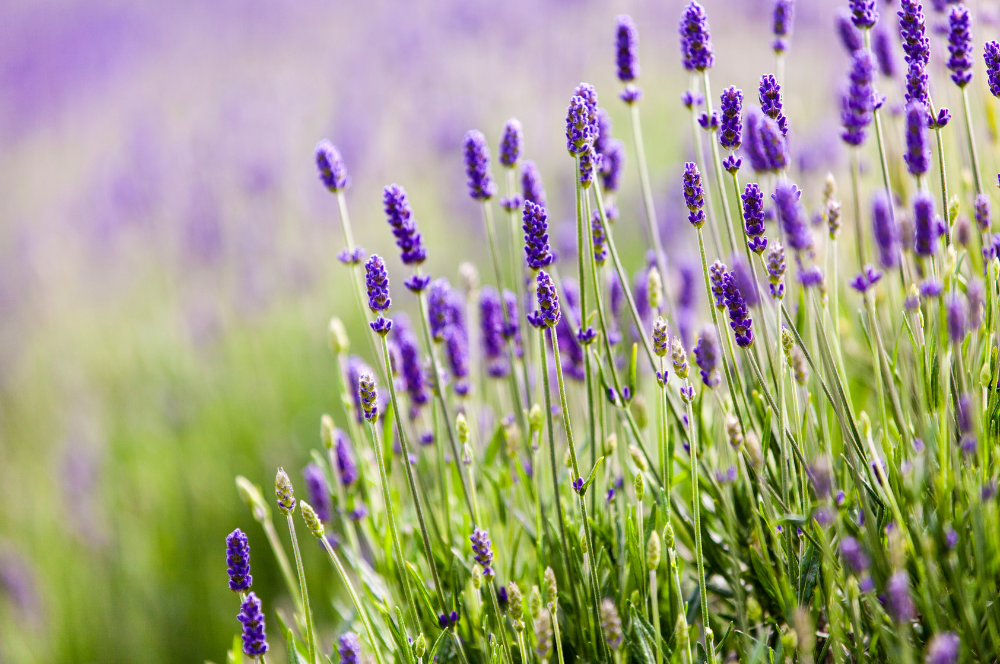 29 Deer-Resistant Flowers and Plants for Your Outdoor Space - Parade ...