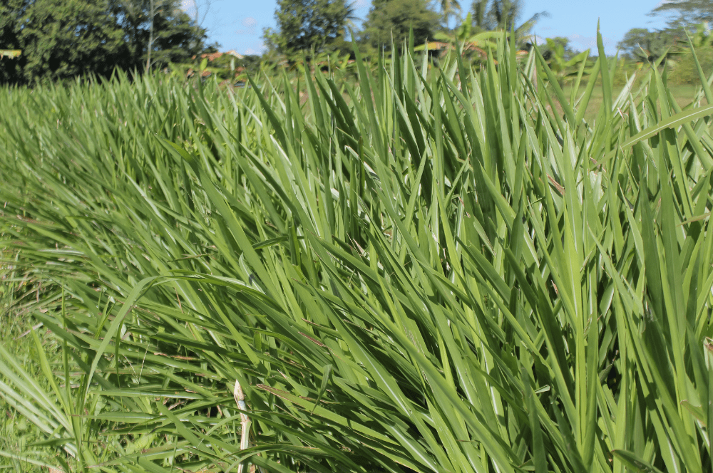 26 Types of Ornamental Grasses That Instantly Add Texture to Your ...