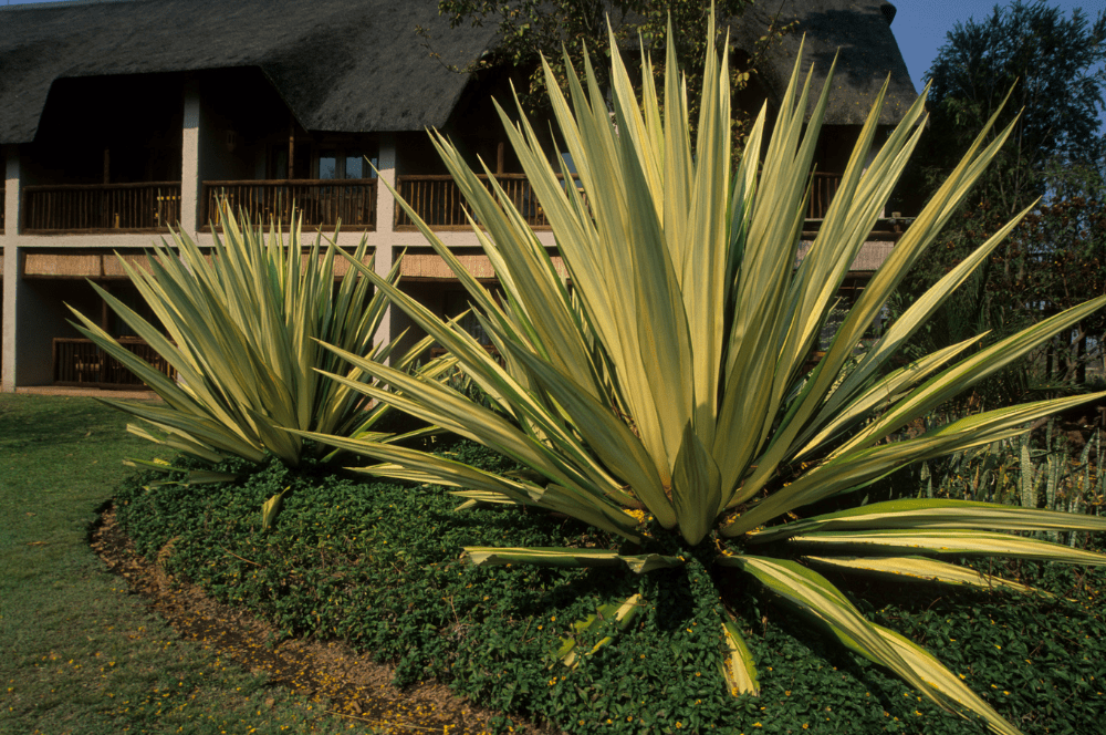 26 Types of Ornamental Grasses That Instantly Add Texture to Your ...