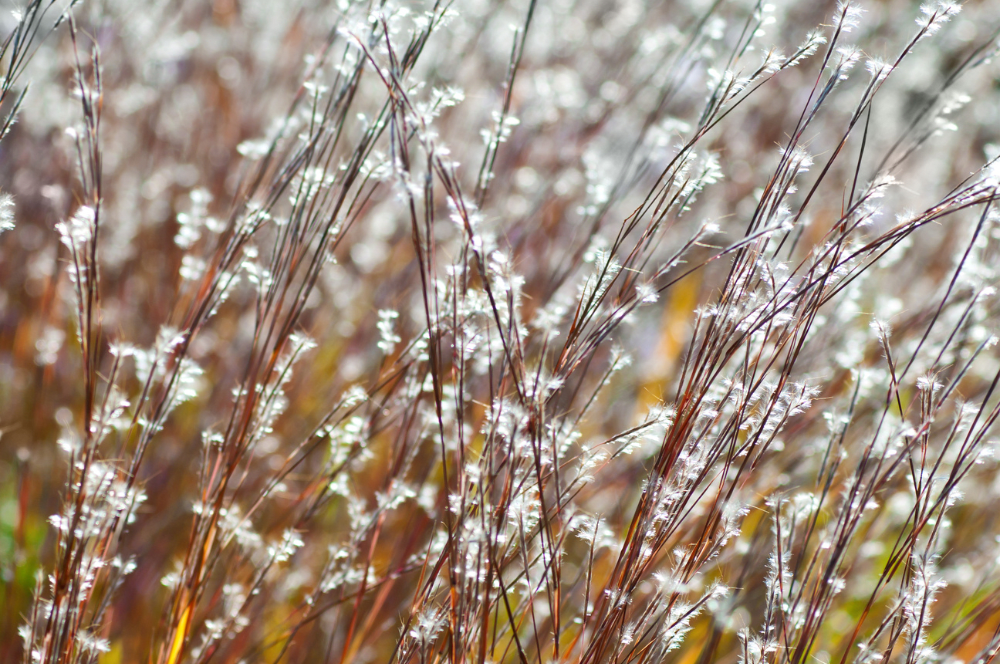 26 Types of Ornamental Grasses That Instantly Add Texture to Your ...