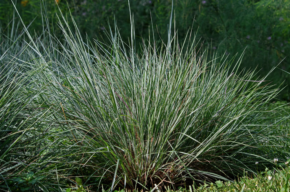 26 Types of Ornamental Grasses That Instantly Add Texture to Your ...