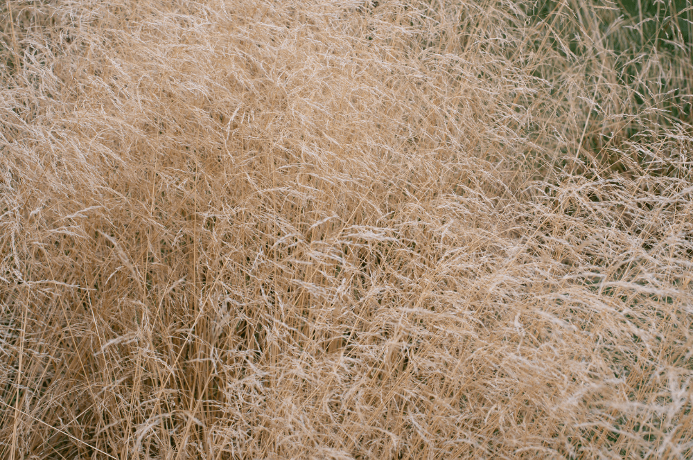 26 Types of Ornamental Grasses That Instantly Add Texture to Your ...