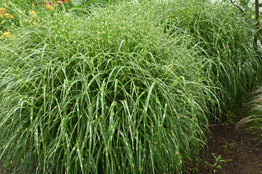 26 Types of Ornamental Grasses That Instantly Add Texture to Your ...