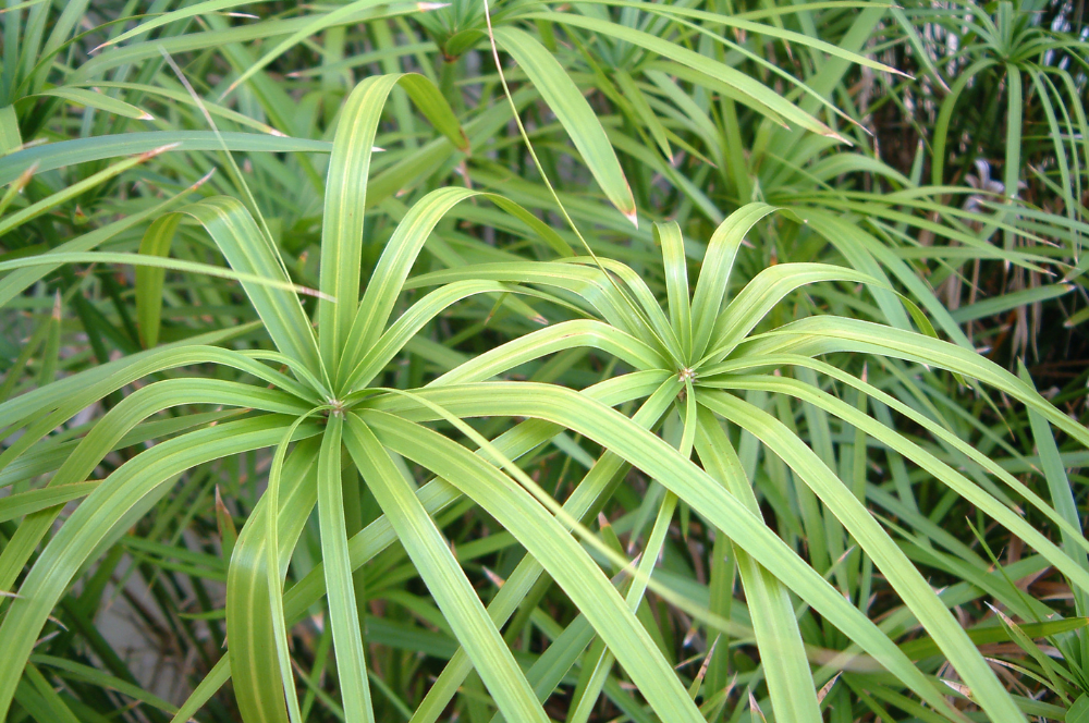 26 Types of Ornamental Grasses That Instantly Add Texture to Your ...
