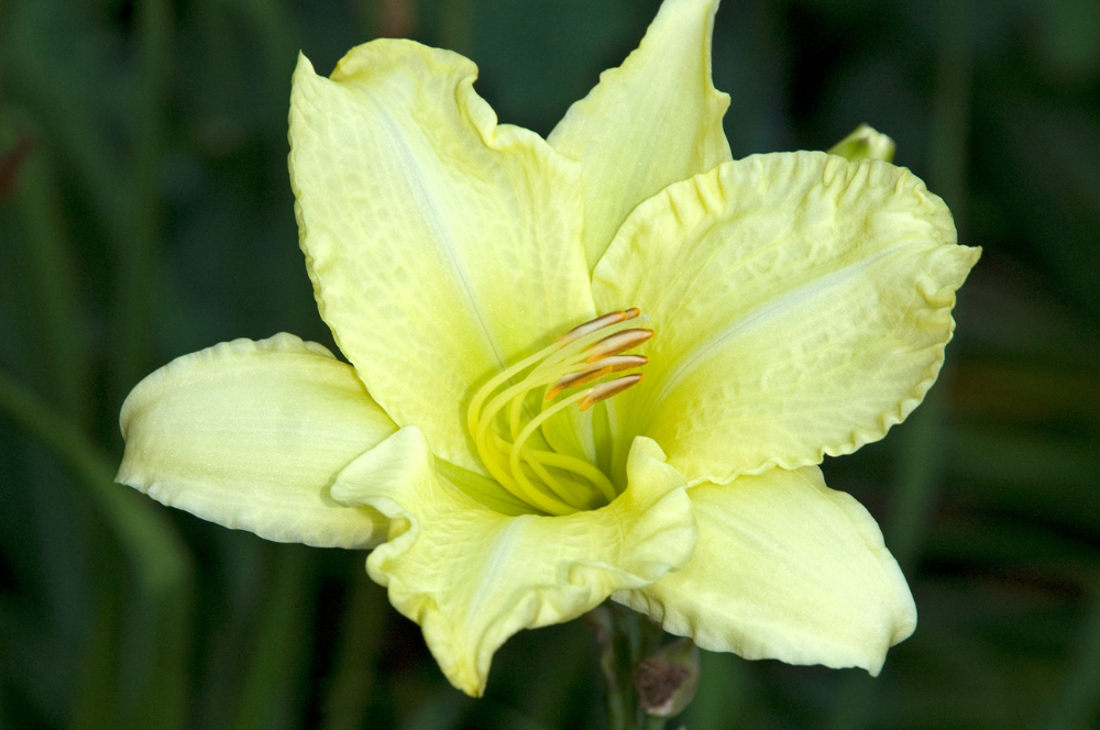 25 Gorgeous Green Flowers To For Outdoor Spaces, Bouquets and More ...