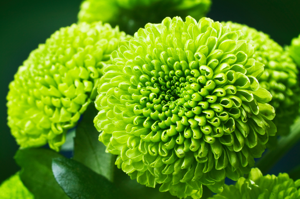 25 Gorgeous Green Flowers To For Outdoor Spaces, Bouquets and More ...
