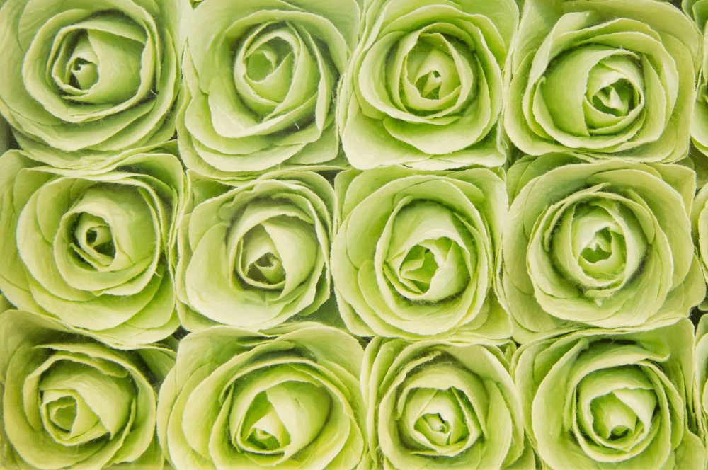 25 Gorgeous Green Flowers To For Outdoor Spaces, Bouquets and More ...