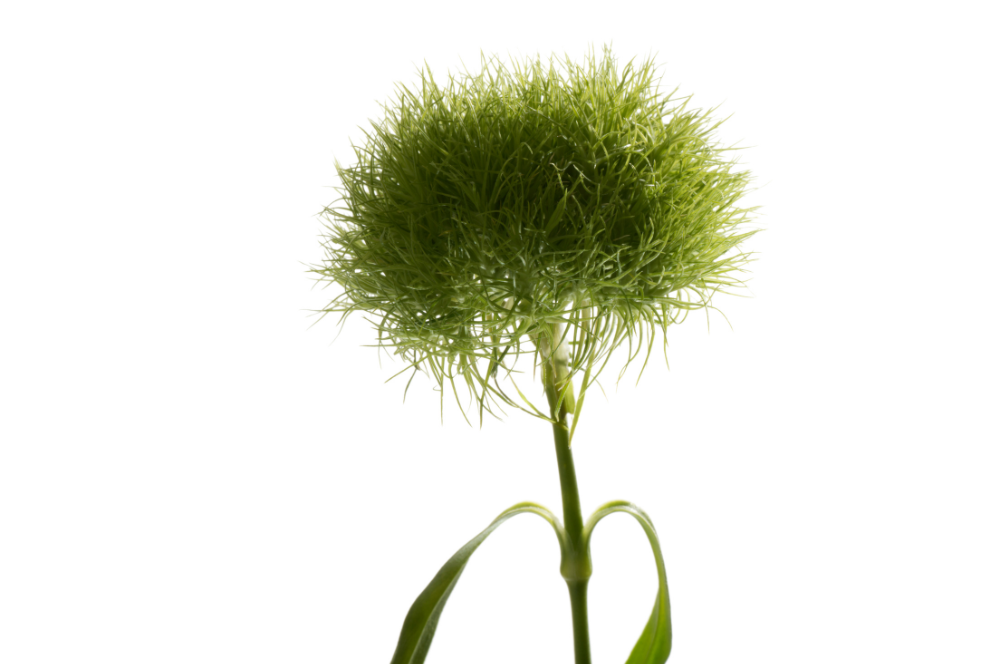 25 Gorgeous Green Flowers To For Outdoor Spaces, Bouquets and More ...