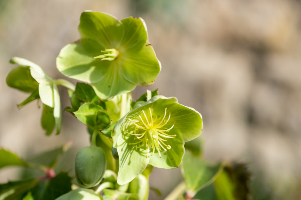 25 Gorgeous Green Flowers To For Outdoor Spaces, Bouquets and More ...