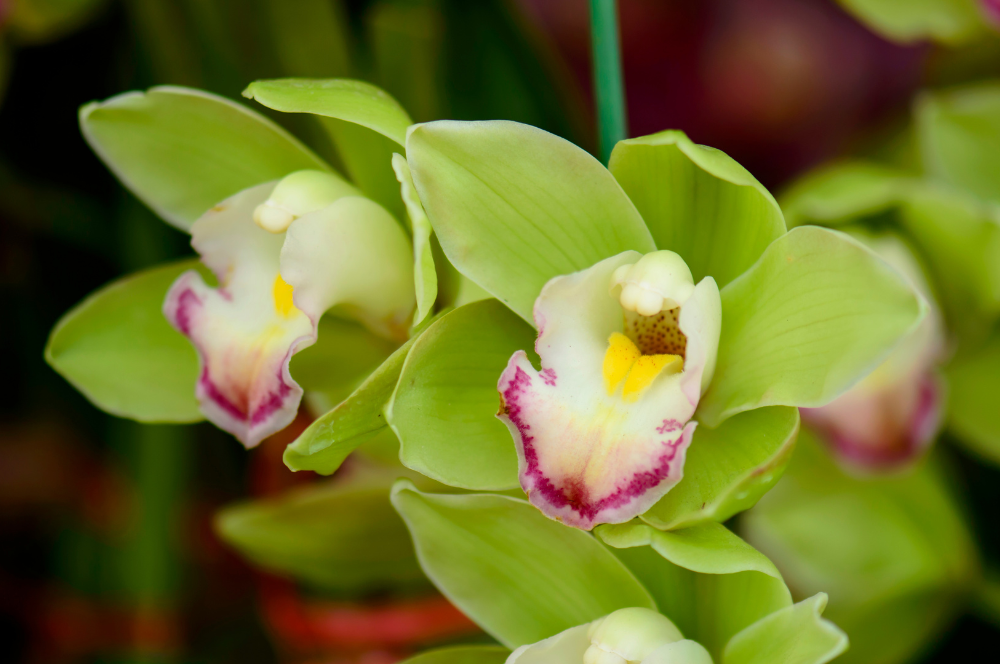 25 Gorgeous Green Flowers To For Outdoor Spaces, Bouquets and More ...